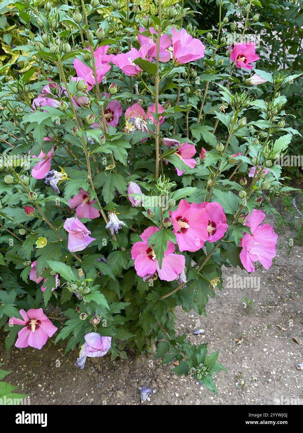 common hibiscus (Hibiscus syriacus Stock Photo - Alamy