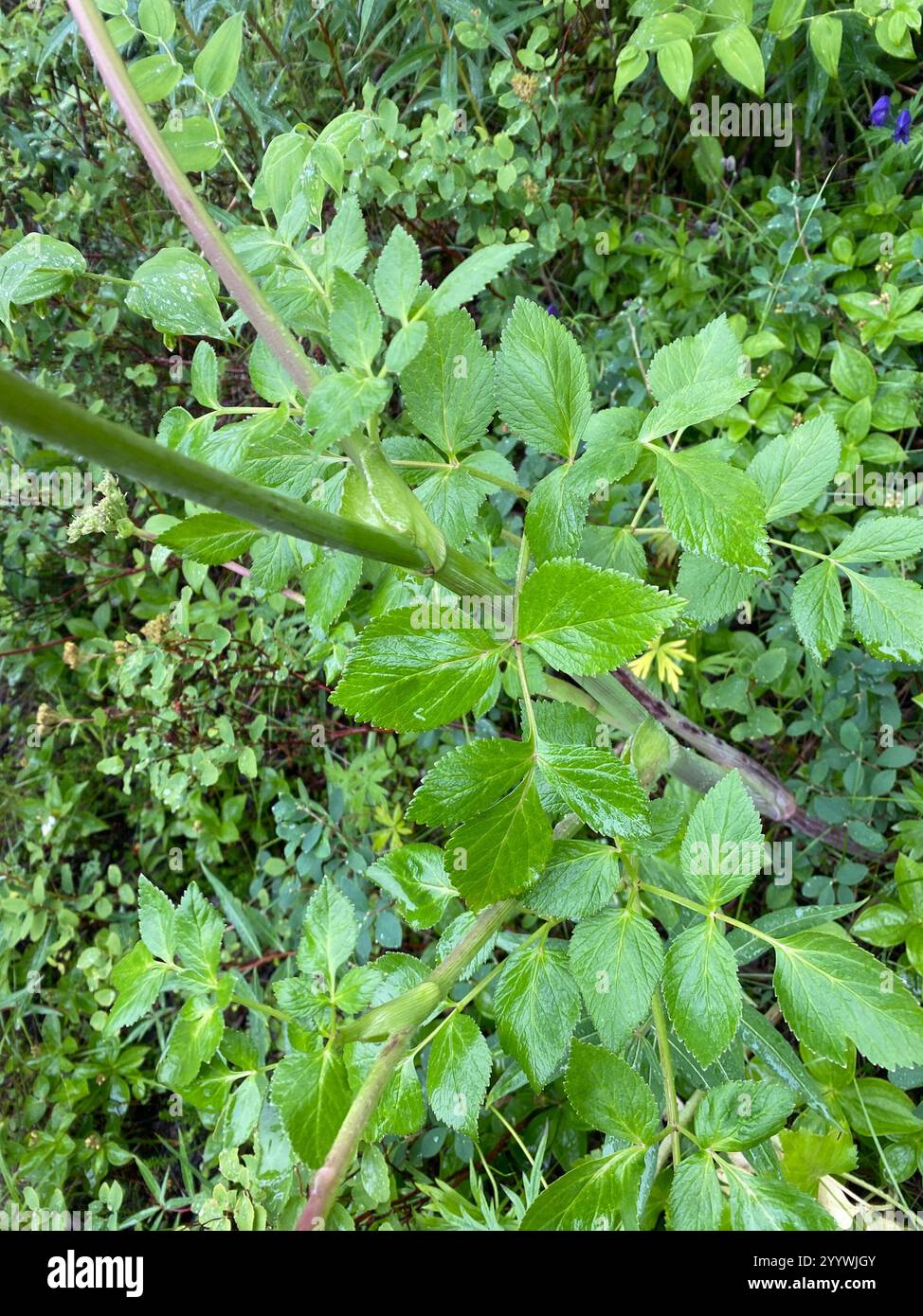 Angelica lucida hi-res stock photography and images - Alamy