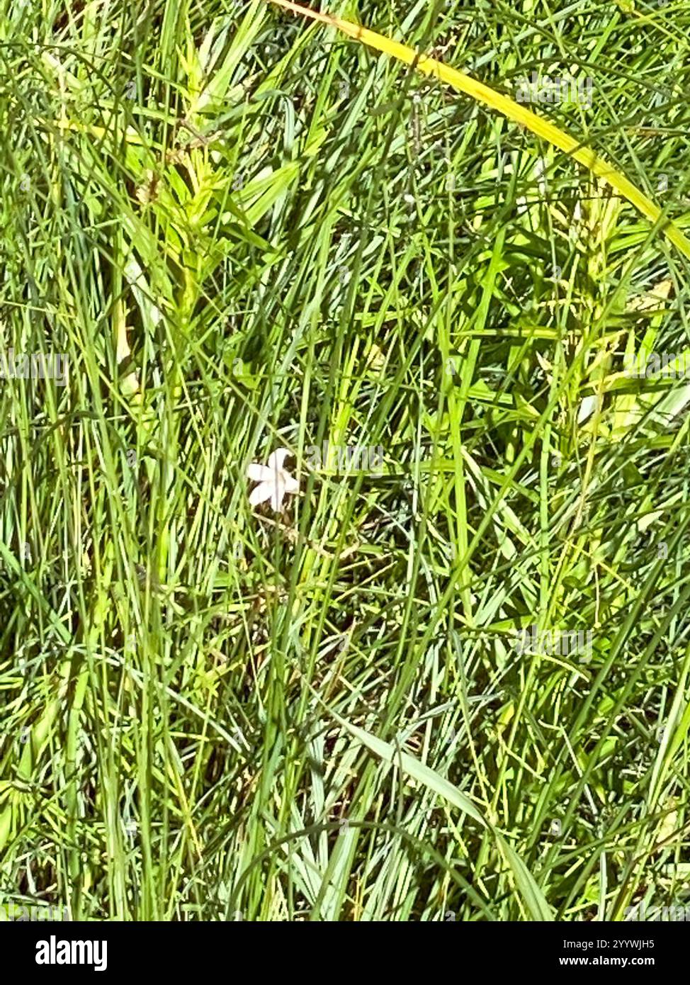 Marsh Bellflower (Palustricodon aparinoides Stock Photo - Alamy