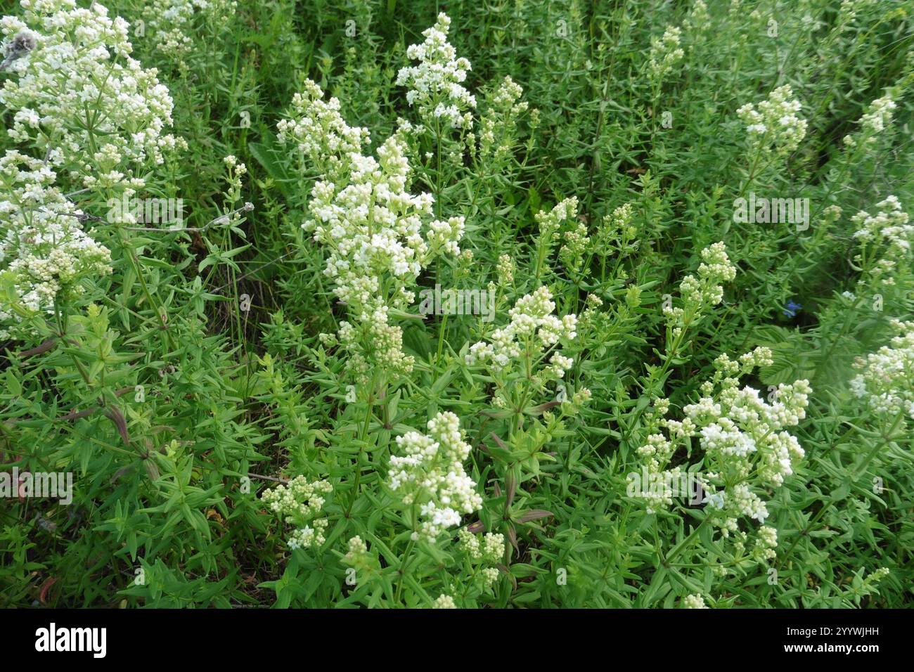 Northern Bedstraw (Galium boreale Stock Photo - Alamy