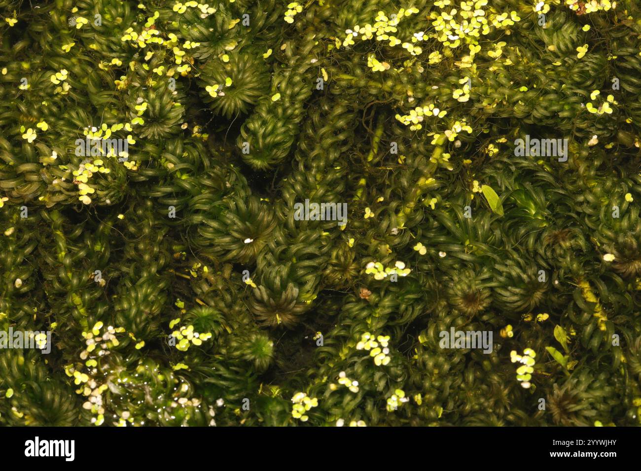 Lagarosiphon major hi-res stock photography and images - Alamy