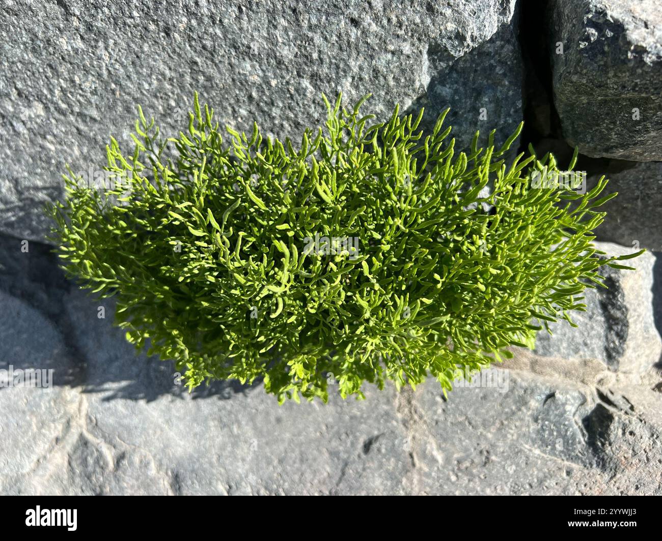 Cascadensis hi-res stock photography and images - Alamy