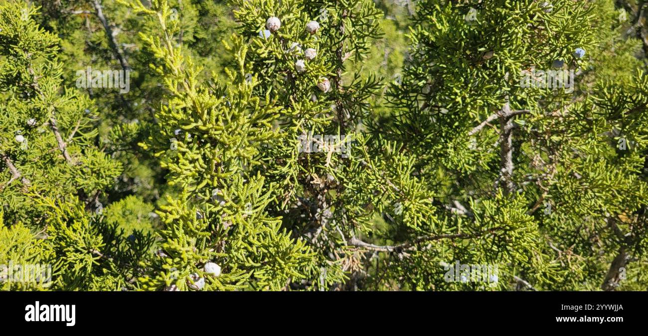 California juniper (Juniperus californica Stock Photo - Alamy