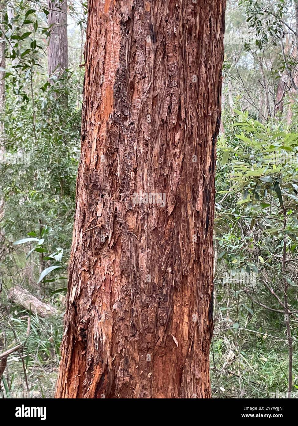 Tallowwood (Eucalyptus microcorys Stock Photo - Alamy