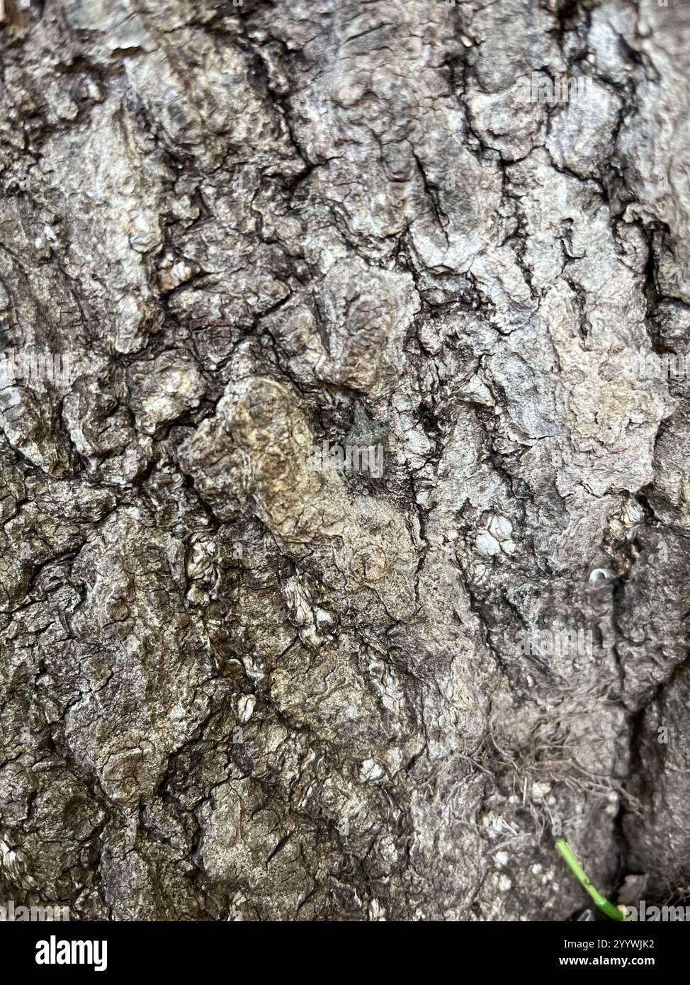 Rough Stink Bugs (Brochymena Stock Photo - Alamy