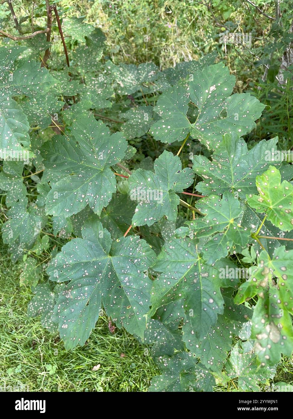 sycamore maple (Acer pseudoplatanus Stock Photo - Alamy