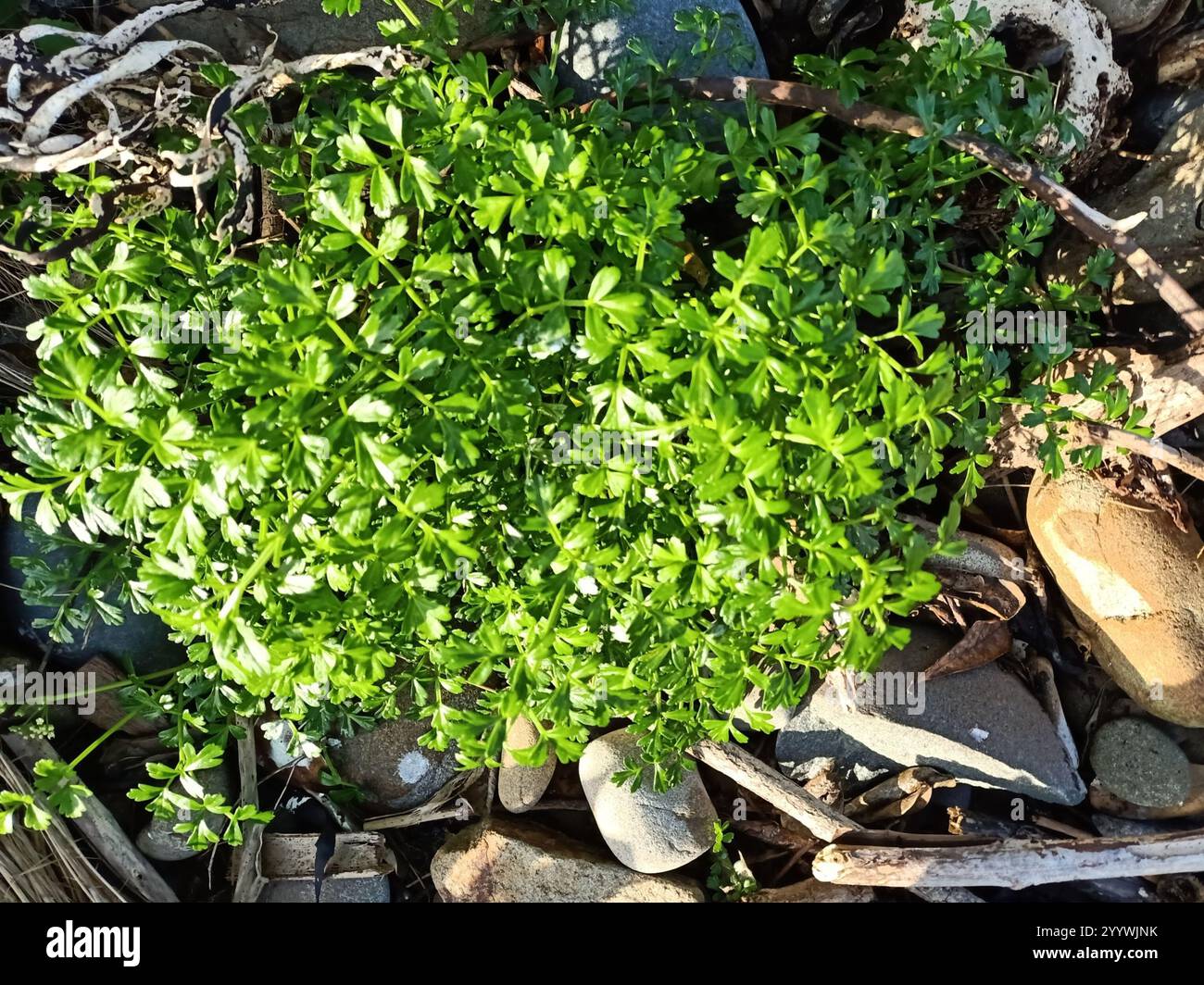 Sea Celery (Apium prostratum Stock Photo - Alamy