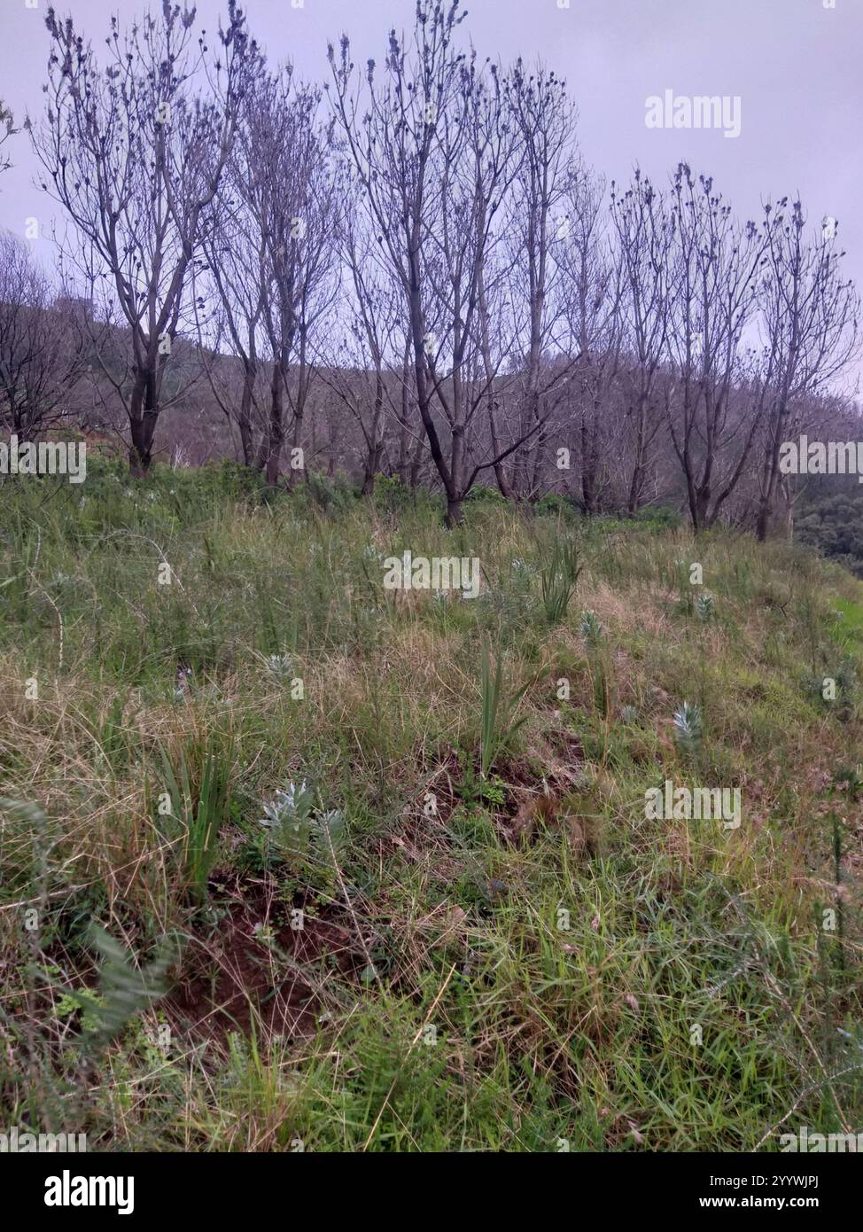 Cape Silver Tree (Leucadendron argenteum Stock Photo - Alamy
