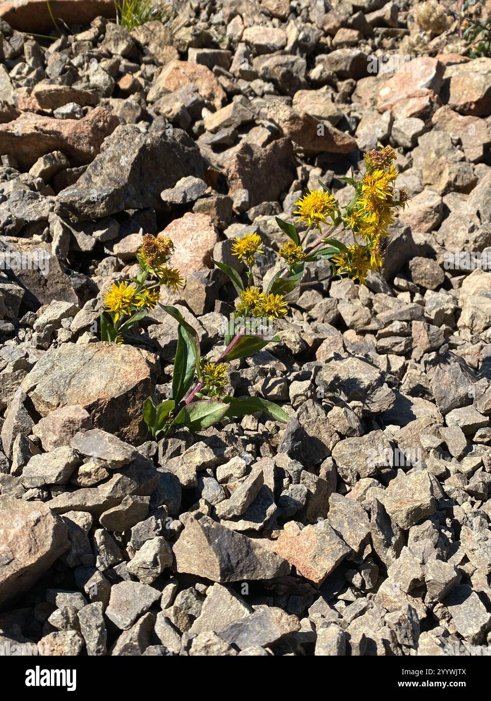 northern goldenrod (Solidago multiradiata Stock Photo - Alamy
