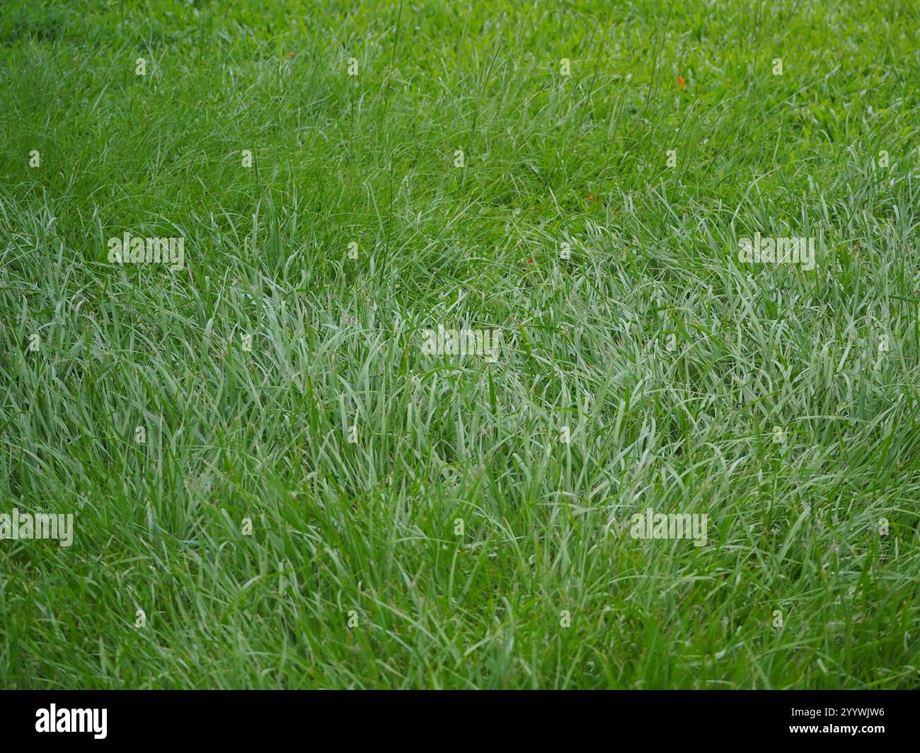 Bahia grass (Paspalum notatum Stock Photo - Alamy