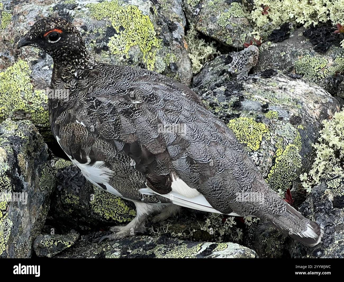 Rock Ptarmigan (Lagopus muta Stock Photo - Alamy