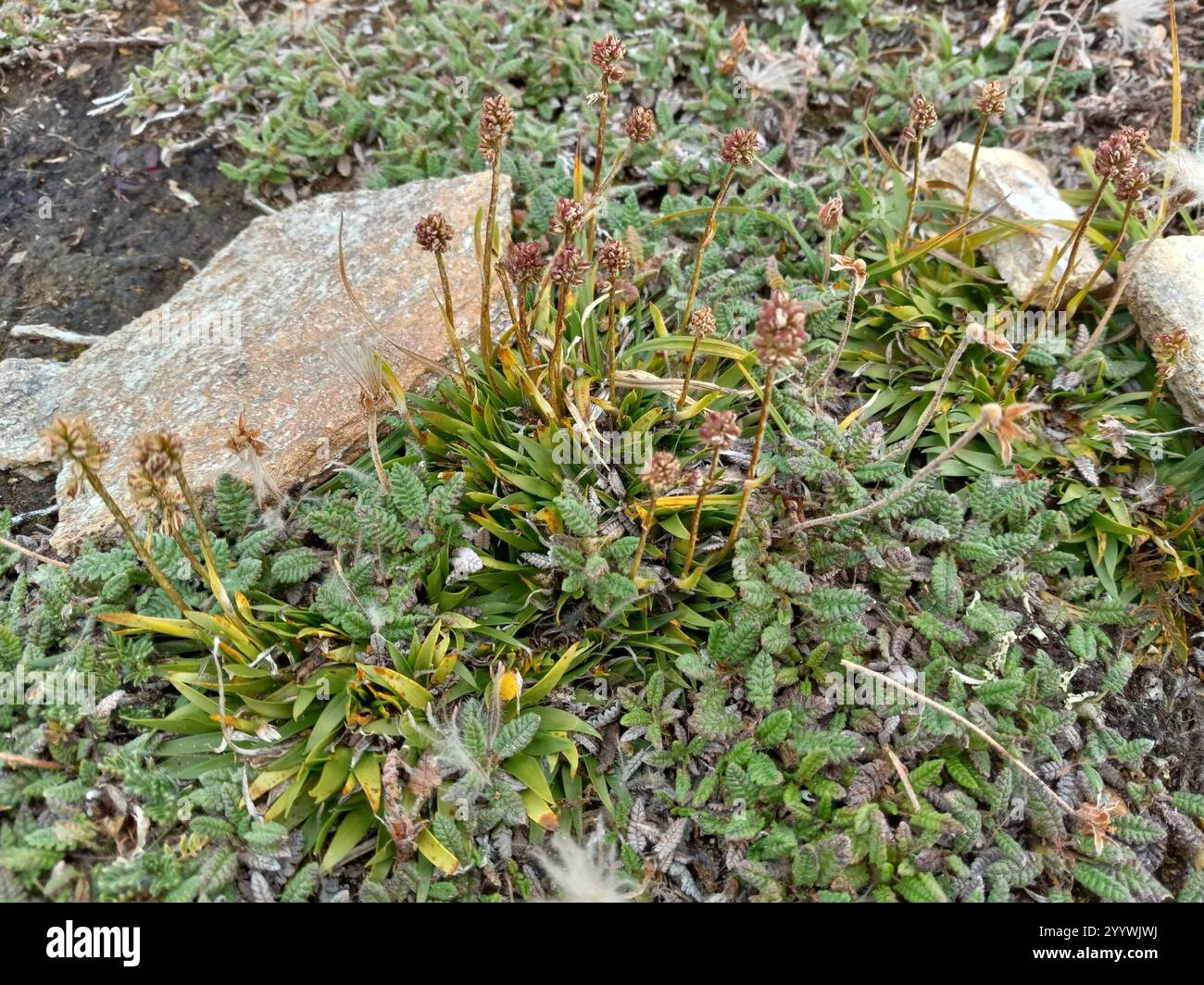 Tofieldia coccinea hi-res stock photography and images - Alamy