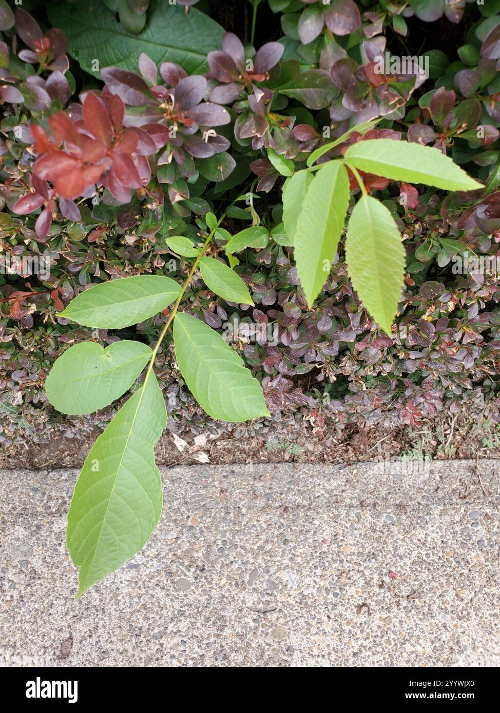 Persian walnut (Juglans regia Stock Photo - Alamy