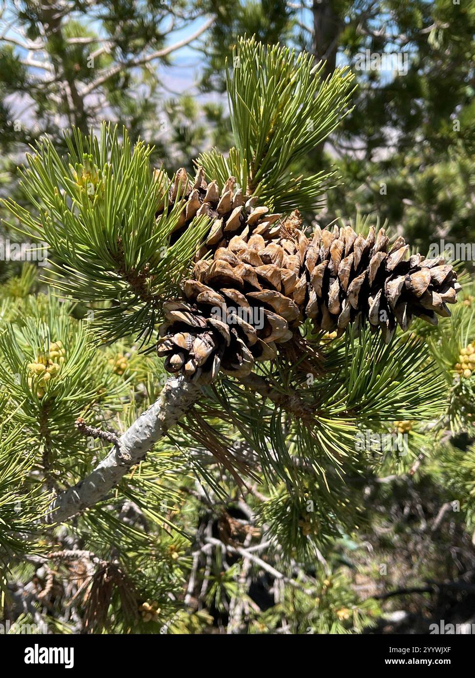 limber pine (Pinus flexilis Stock Photo - Alamy