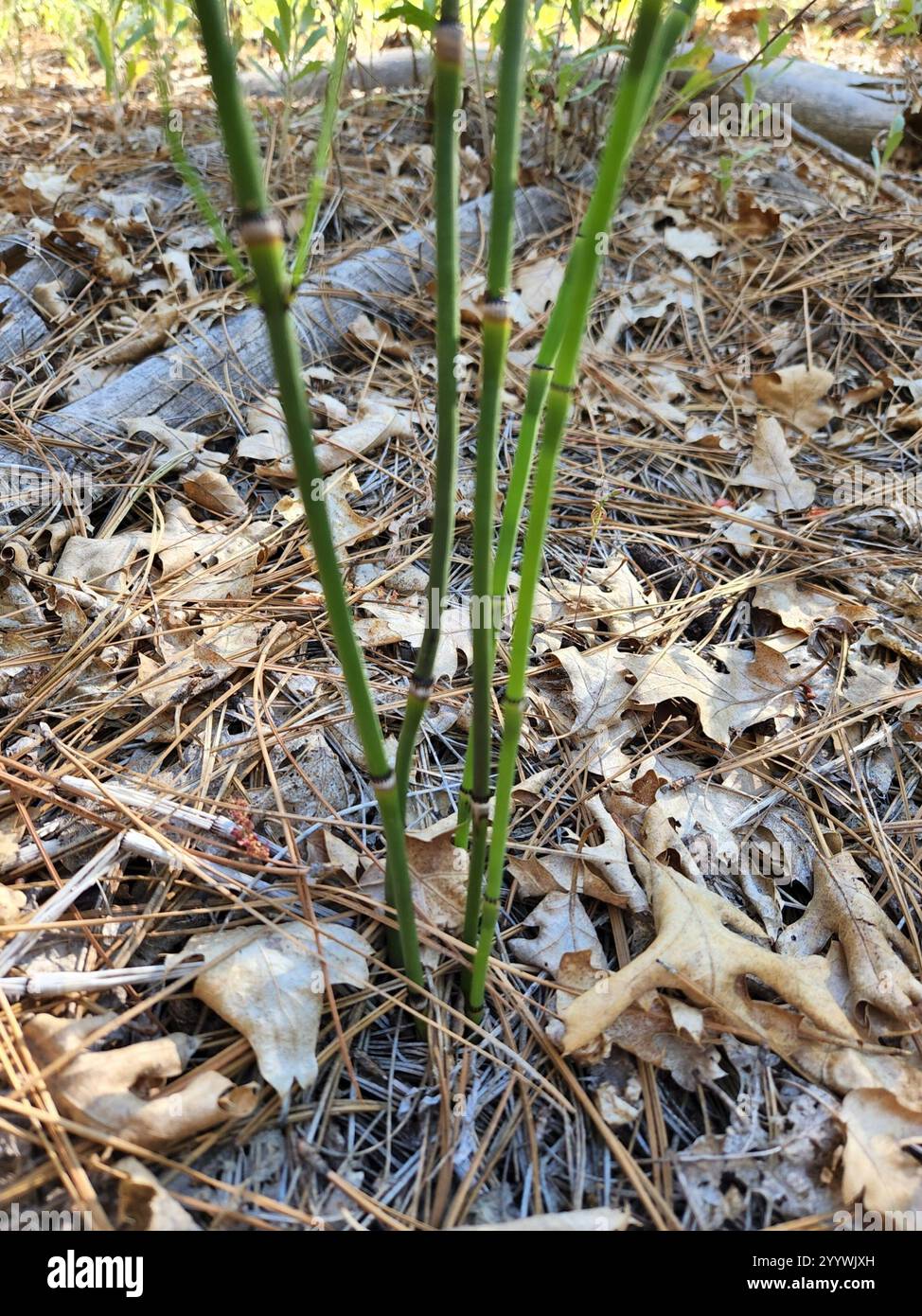 smooth horsetail (Equisetum laevigatum Stock Photo - Alamy