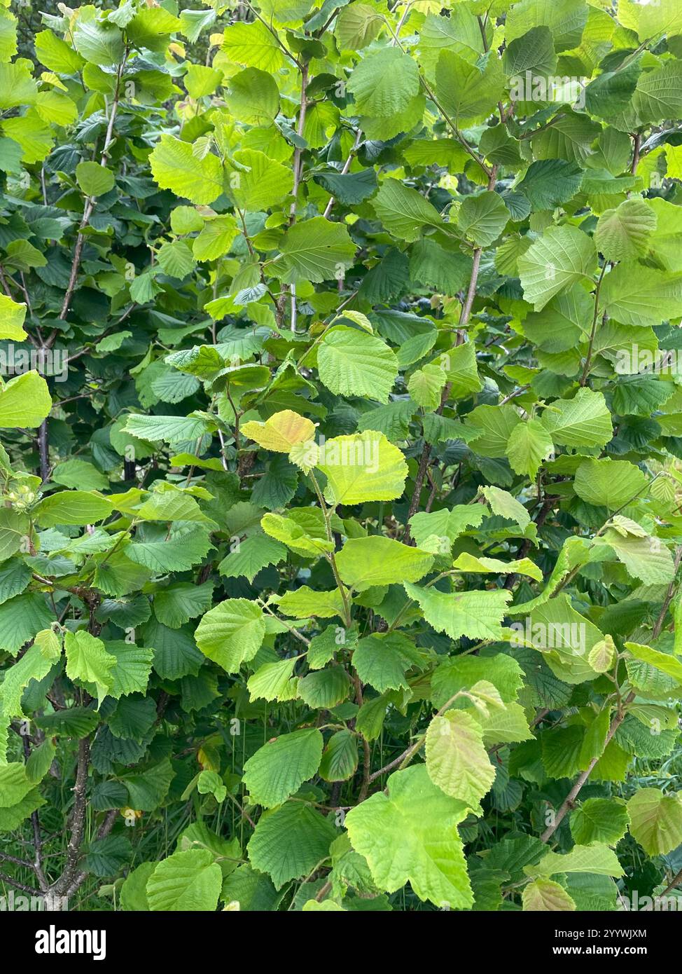 common hazel (Corylus avellana Stock Photo - Alamy