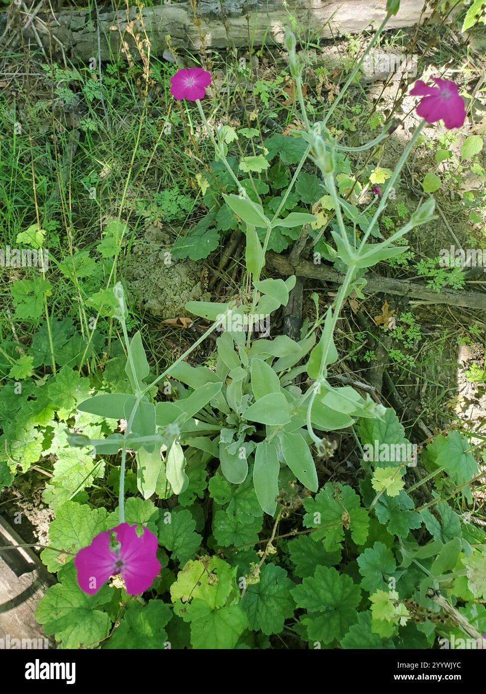 Rose campion (Silene coronaria Stock Photo - Alamy