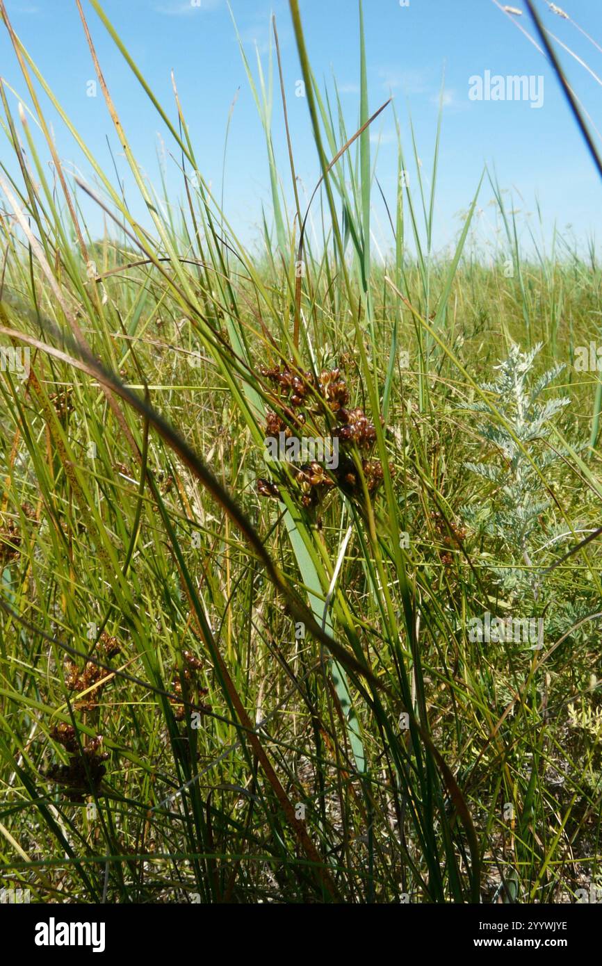 Flattened Rush (Juncus compressus Stock Photo - Alamy