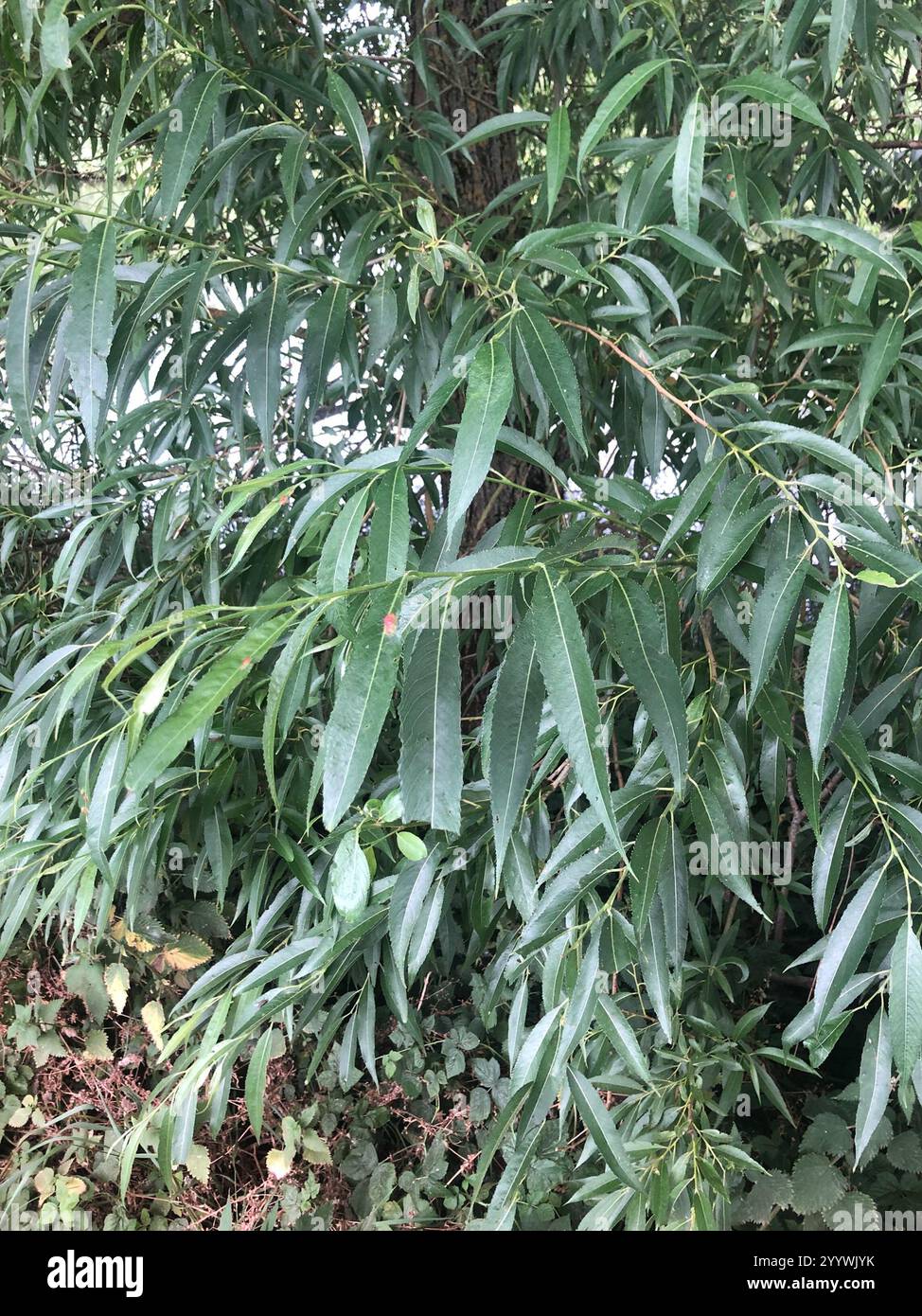 hybrid crack willow (Salix × fragilis Stock Photo - Alamy