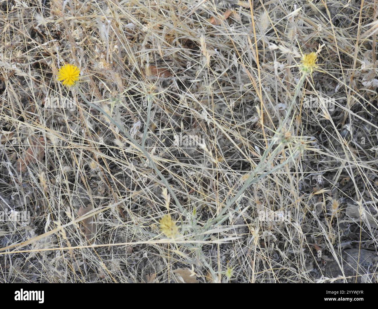 Yellow Star-Thistle (Centaurea solstitialis Stock Photo - Alamy