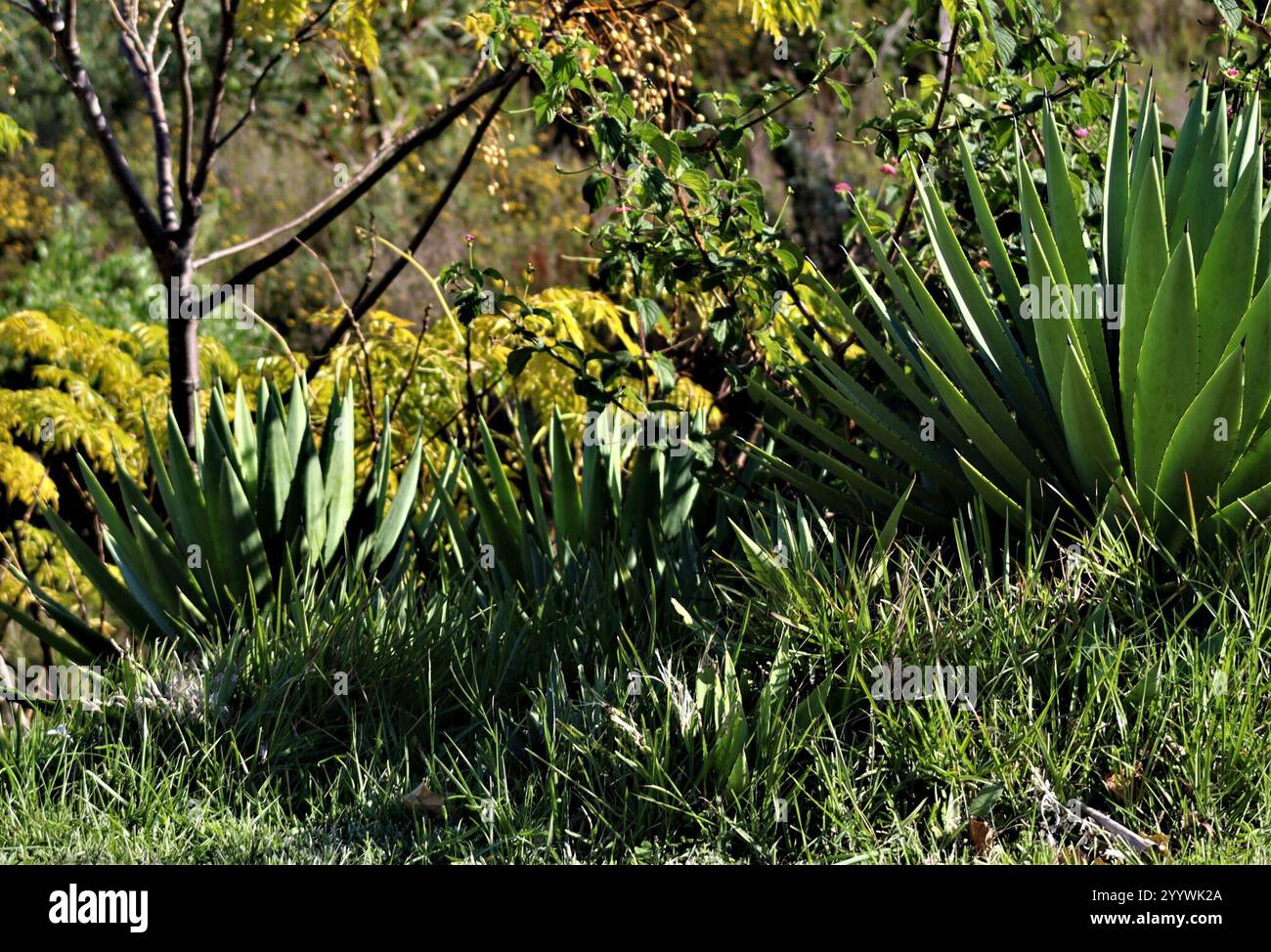 Caribbean Agave (Agave angustifolia Stock Photo - Alamy