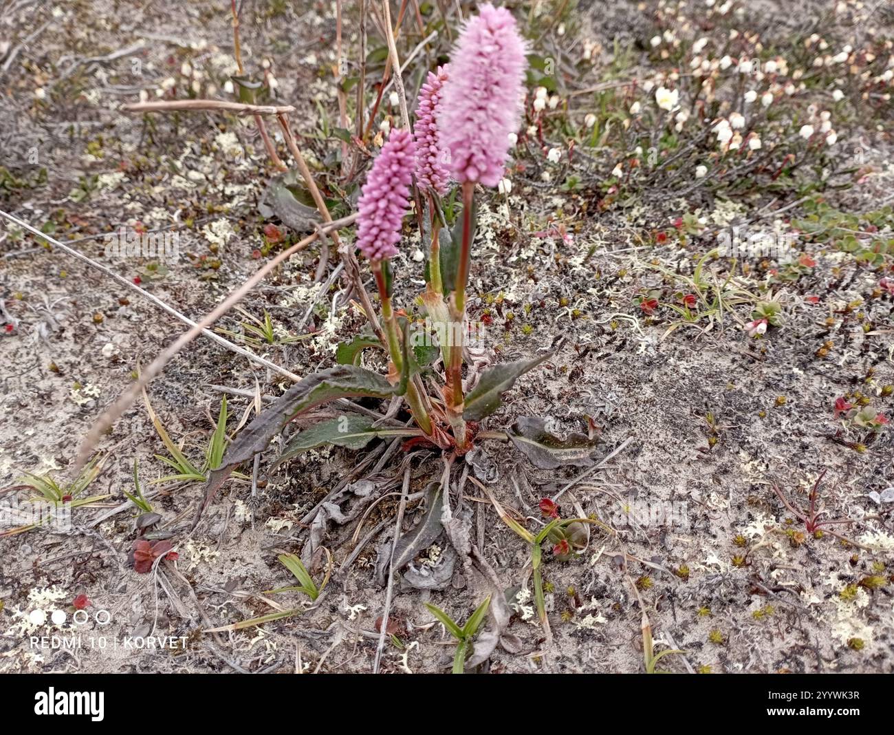 common bistort (Bistorta officinalis Stock Photo - Alamy