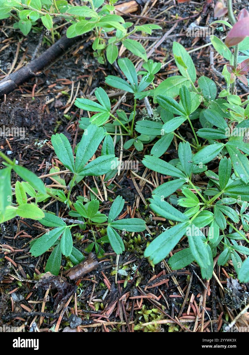 three-toothed cinquefoil (Sibbaldiopsis tridentata Stock Photo - Alamy