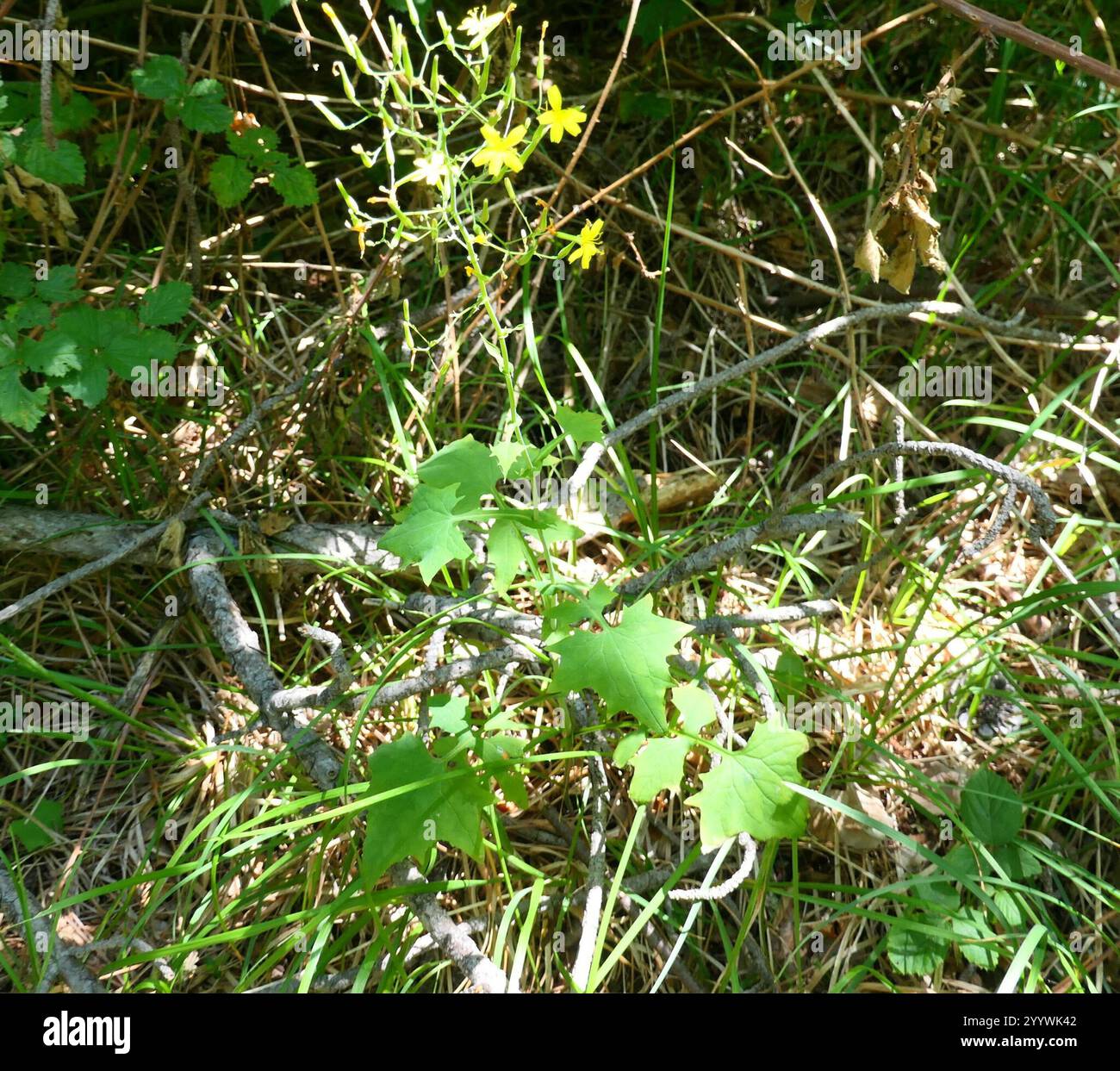 Wall Lettuce (Mycelis muralis Stock Photo - Alamy