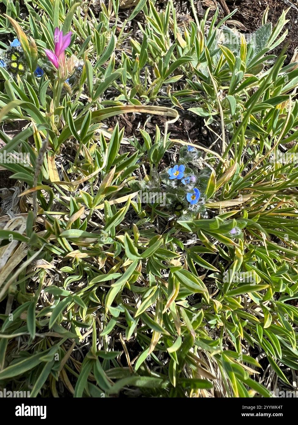 pale alpine forget-me-not (Eritrichium argenteum Stock Photo - Alamy