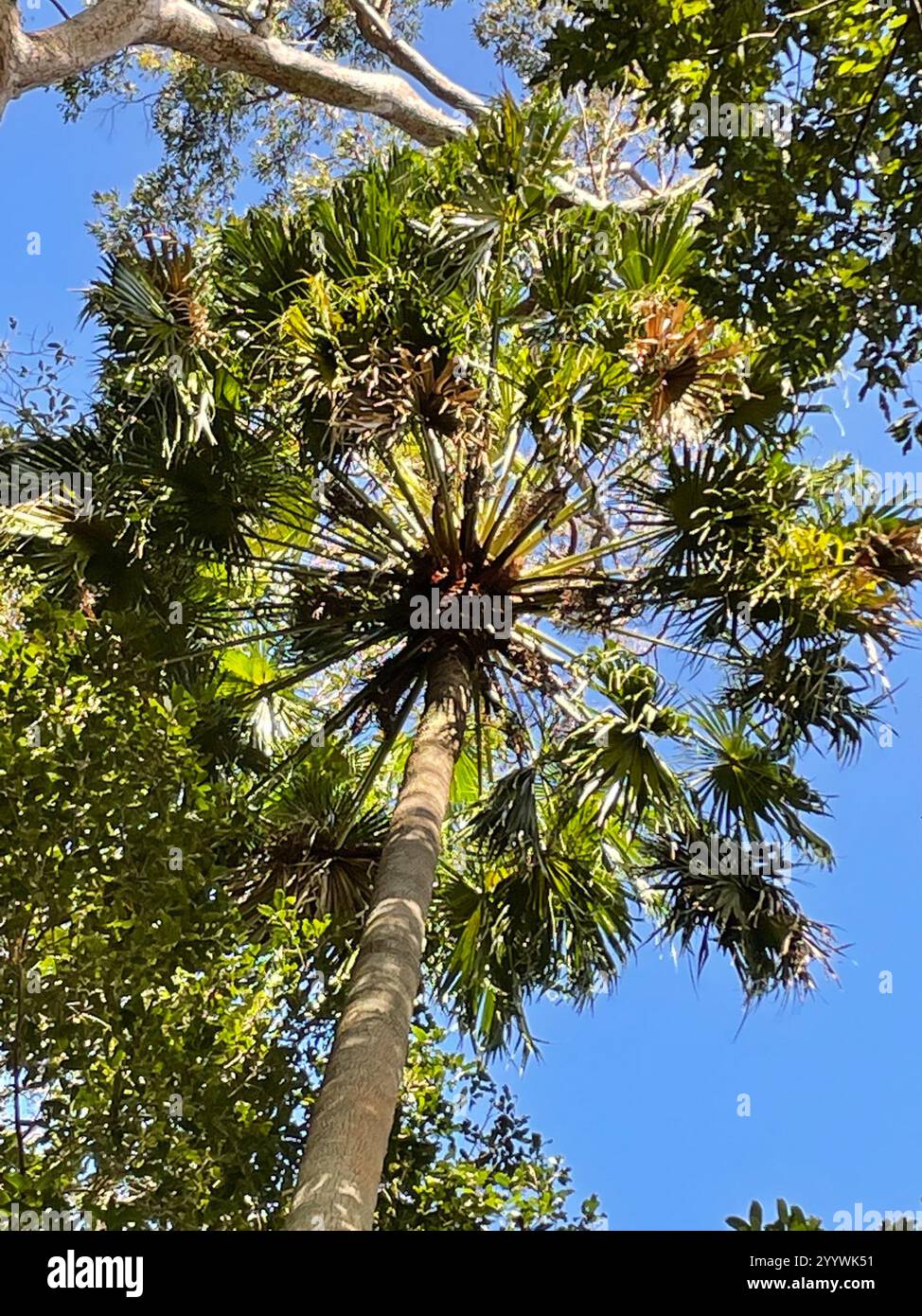 Australian Fan Palm (Livistona australis Stock Photo - Alamy