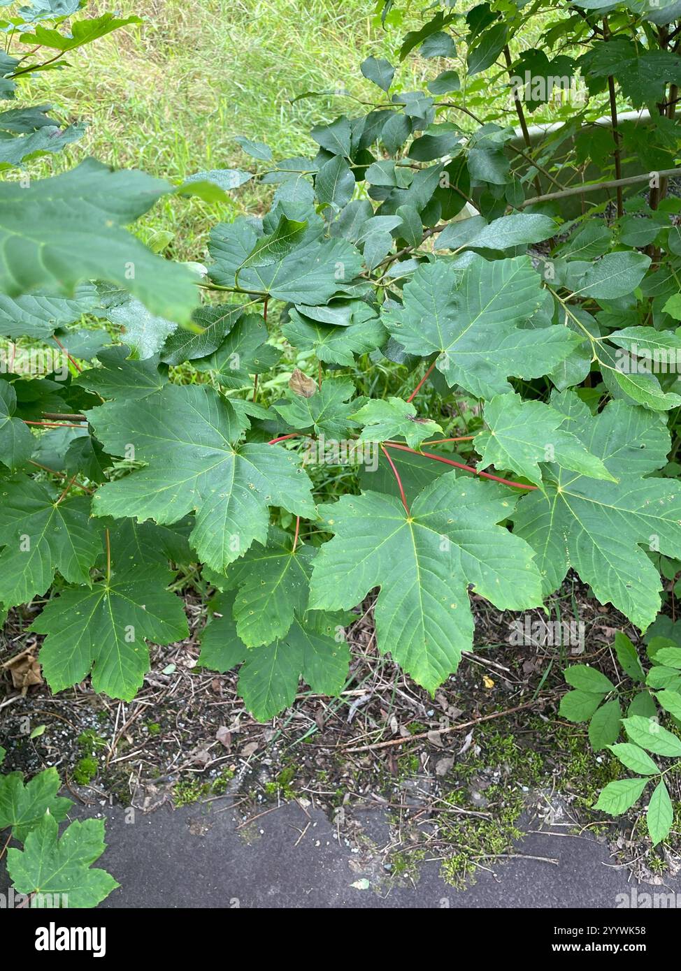sycamore maple (Acer pseudoplatanus Stock Photo - Alamy
