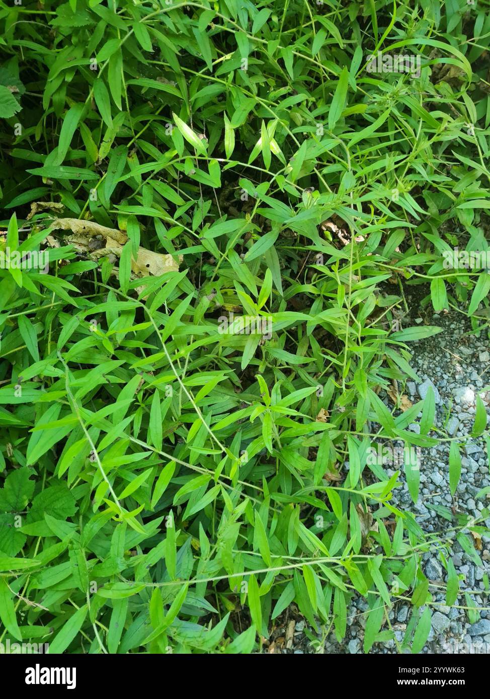 Purple gromwell aegonychon purpurocaeruleum hi-res stock photography ...