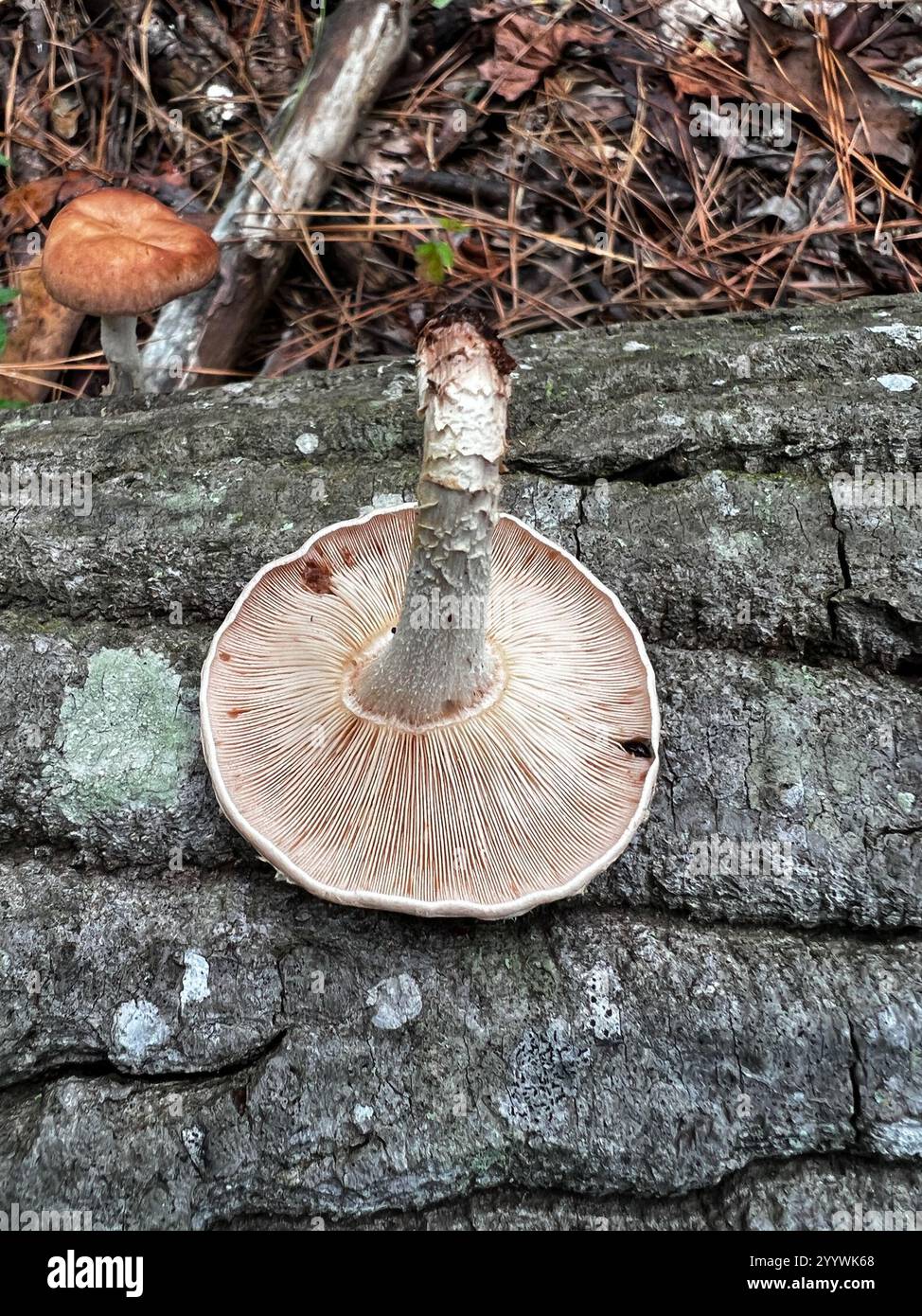American shitake (Lentinula raphanica Stock Photo - Alamy