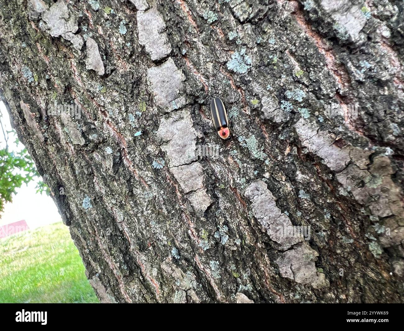 Common Eastern Firefly (Photinus pyralis Stock Photo - Alamy