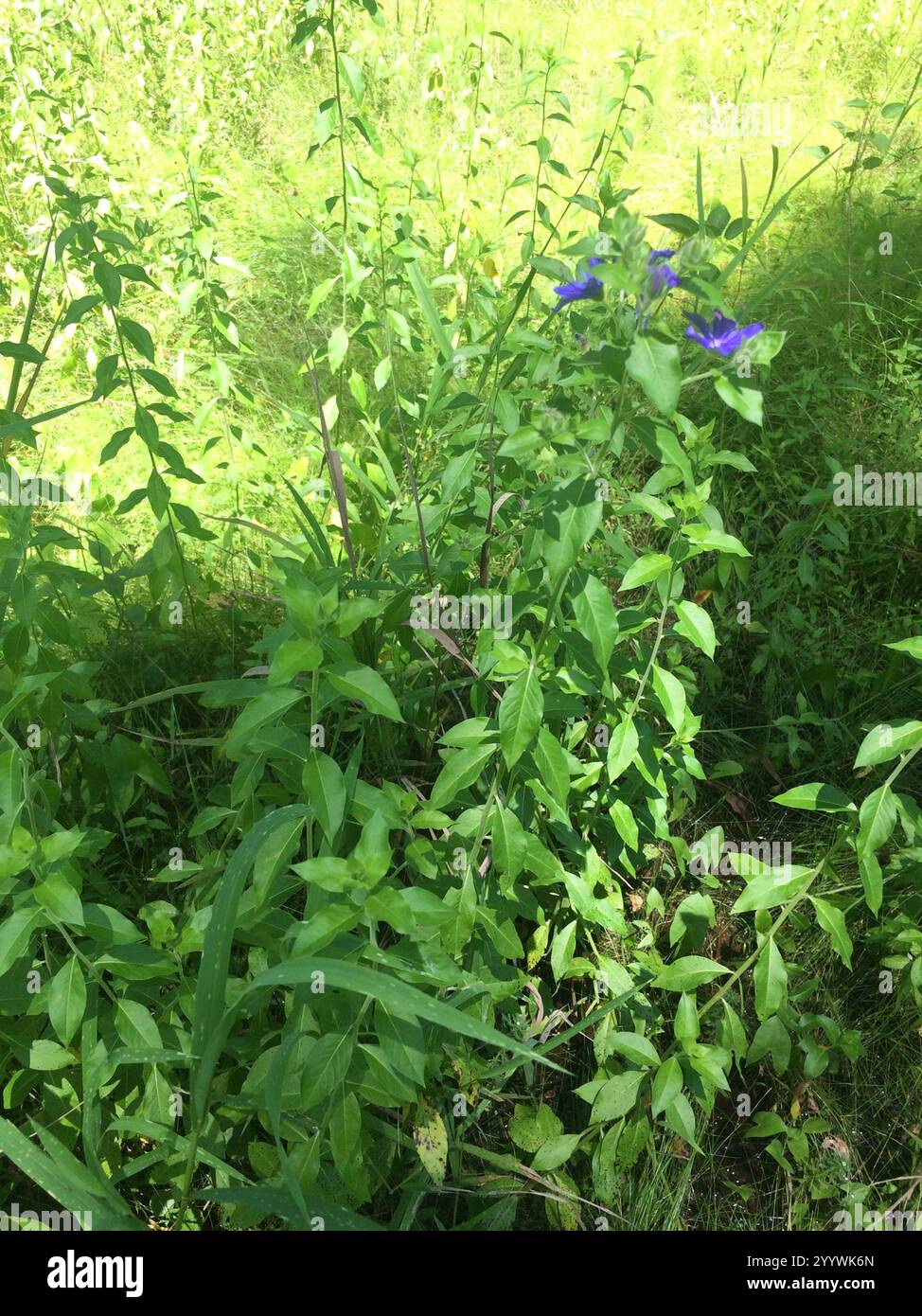 blue waterleaf (Hydrolea ovata Stock Photo - Alamy