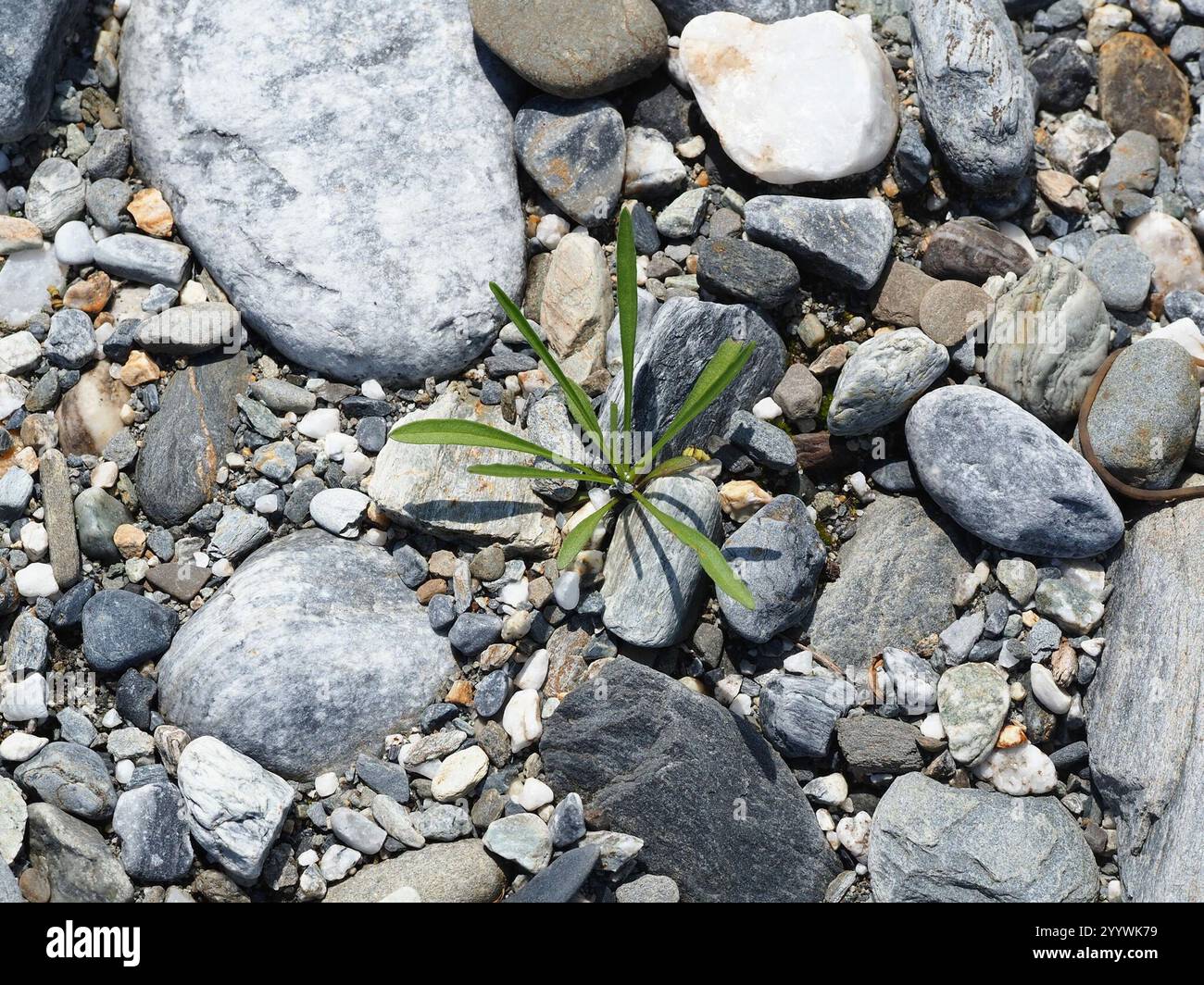 Aster altaicus hi-res stock photography and images - Alamy