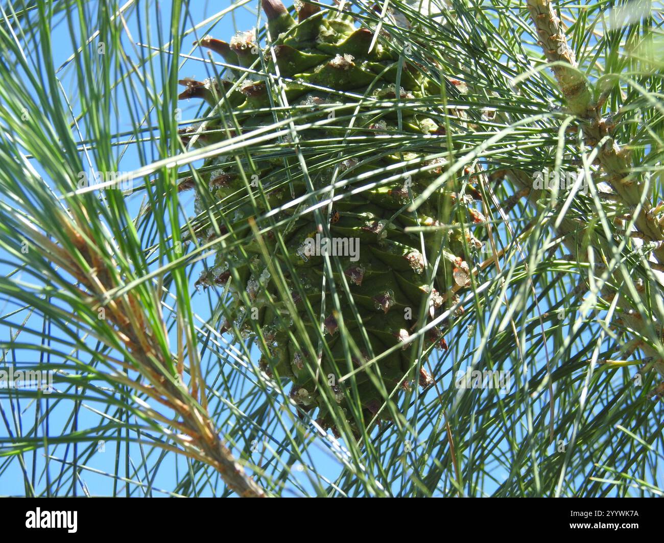 gray pine (Pinus sabiniana Stock Photo - Alamy