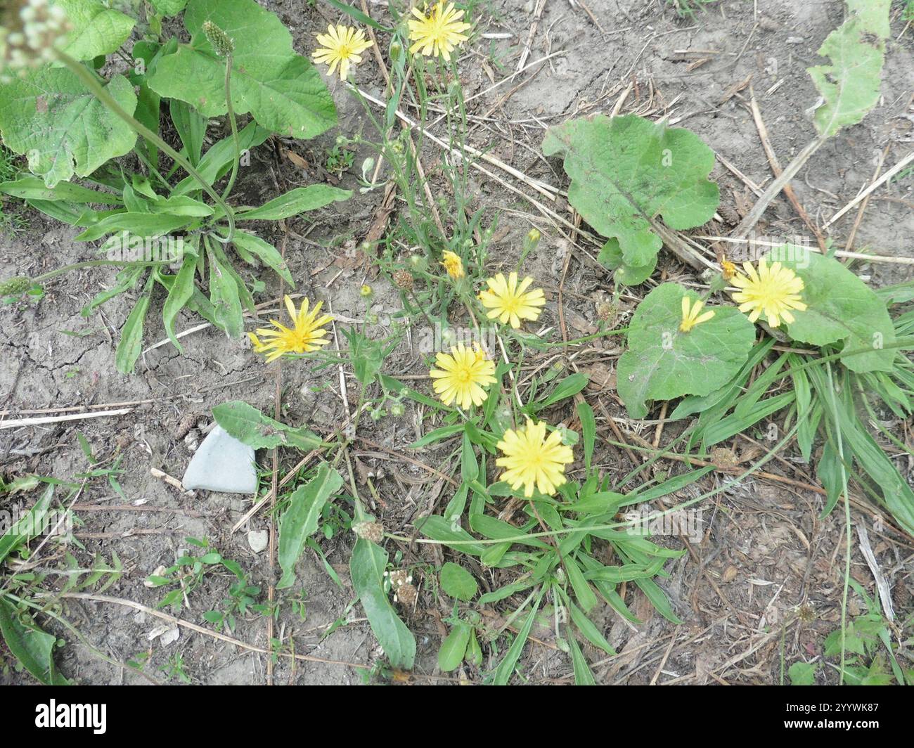 narrow-leaved hawksbeard (Crepis tectorum Stock Photo - Alamy