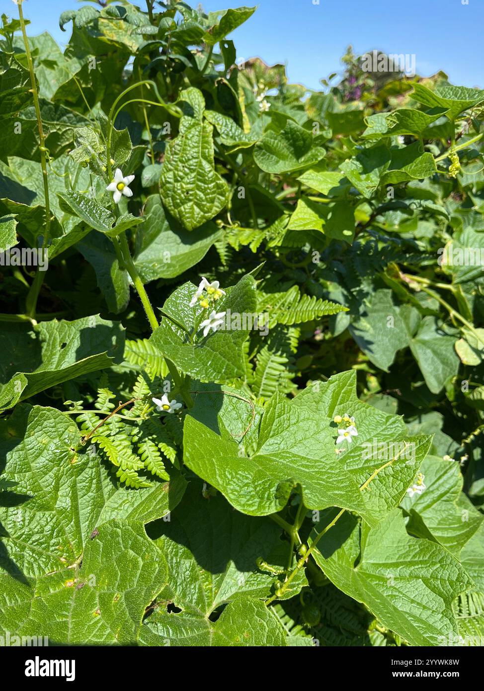 coastal manroot (Marah oregana Stock Photo - Alamy