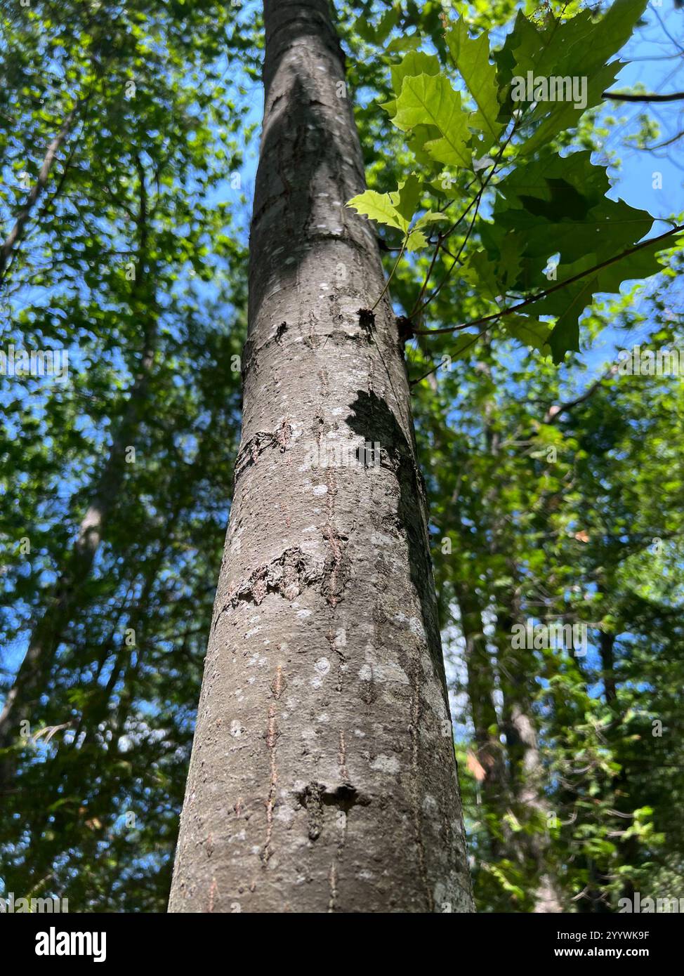 northern red oak (Quercus rubra Stock Photo - Alamy