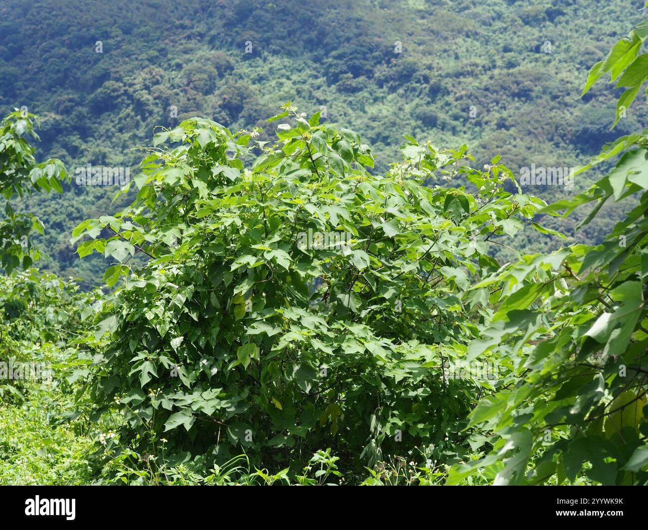 Paper mulberry (Broussonetia papyrifera Stock Photo - Alamy
