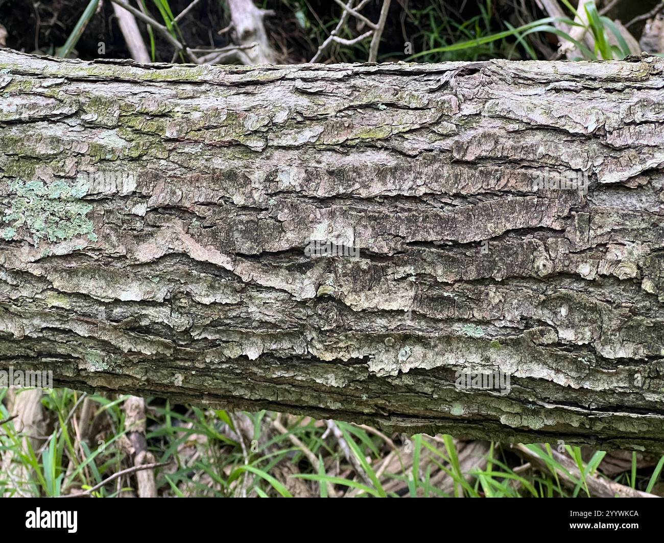 red maple (Acer rubrum Stock Photo - Alamy