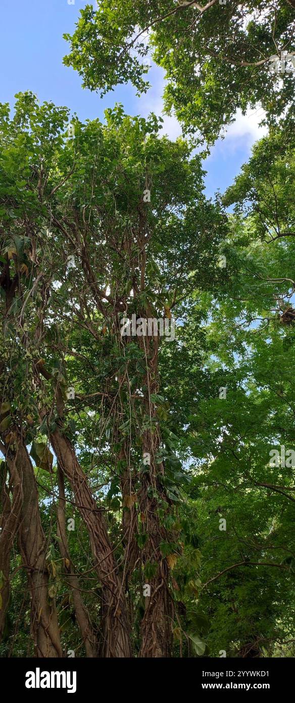 Water Mampoo (Pisonia subcordata Stock Photo - Alamy