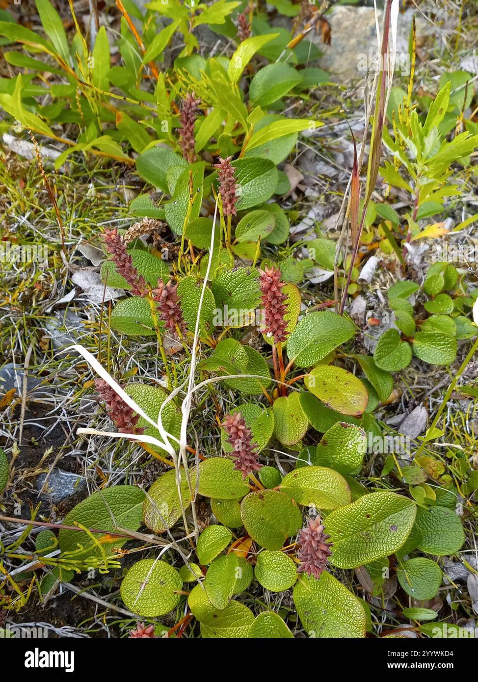Net-leaved Willow (Salix reticulata Stock Photo - Alamy