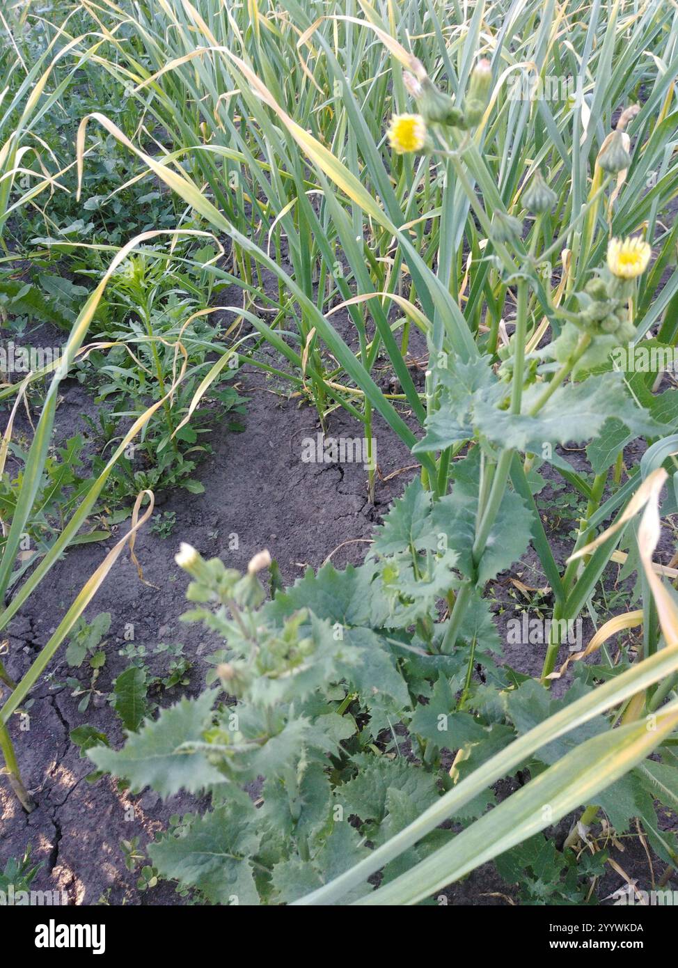 Common Sow-thistle (Sonchus oleraceus Stock Photo - Alamy