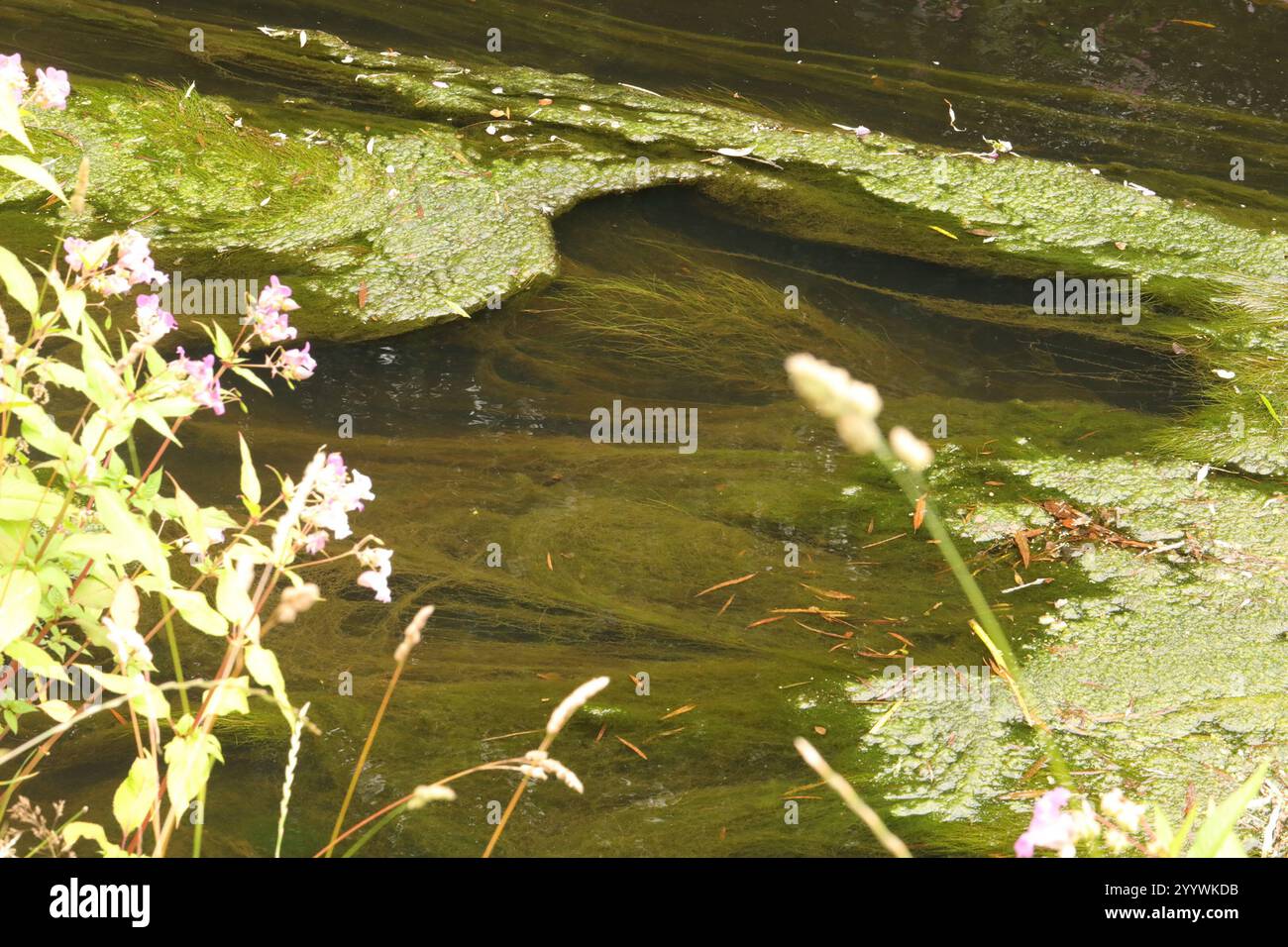 green algae (Chlorophyta Stock Photo - Alamy