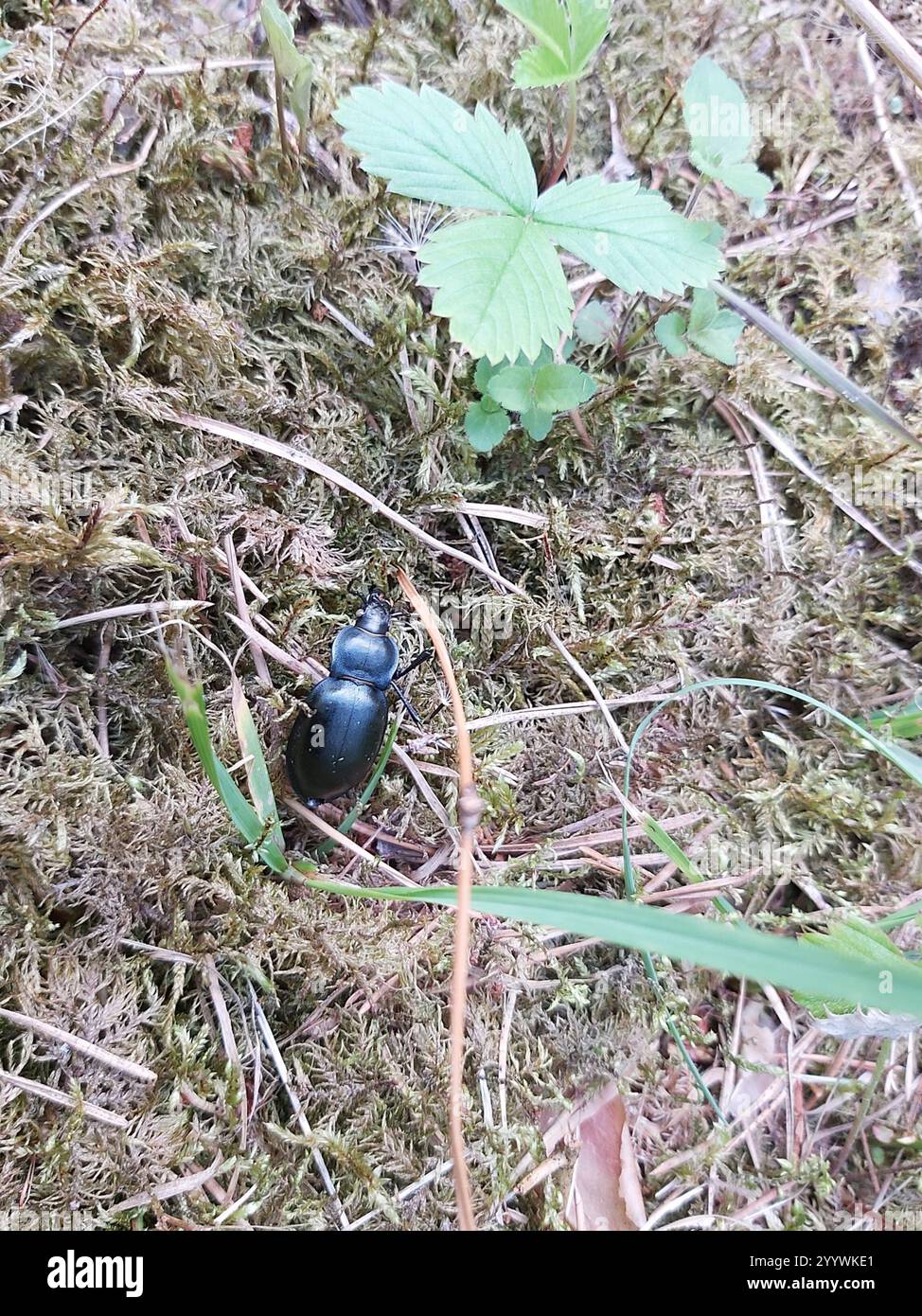smooth ground beetle (Carabus glabratus Stock Photo - Alamy