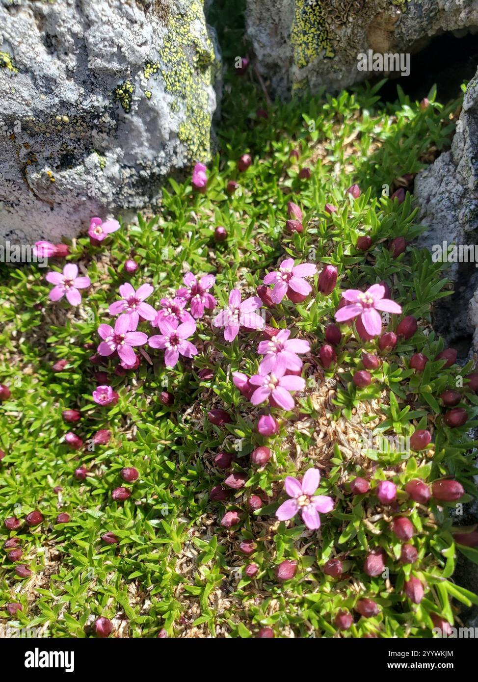 Moss Campion (Silene acaulis Stock Photo - Alamy