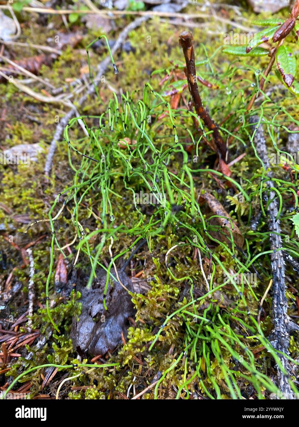 dwarf horsetail (Equisetum scirpoides Stock Photo - Alamy