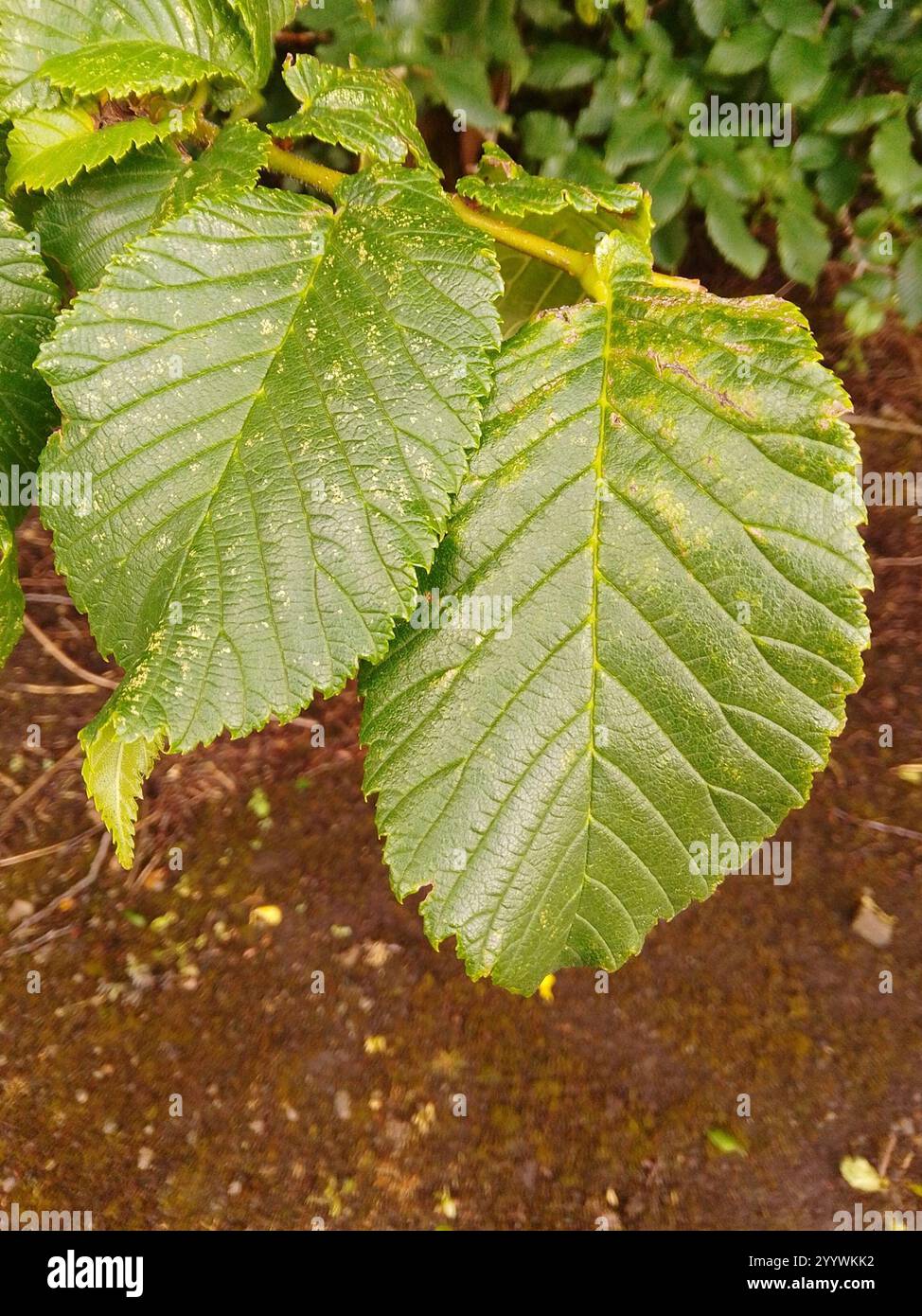 Wych Elm (Ulmus glabra Stock Photo - Alamy